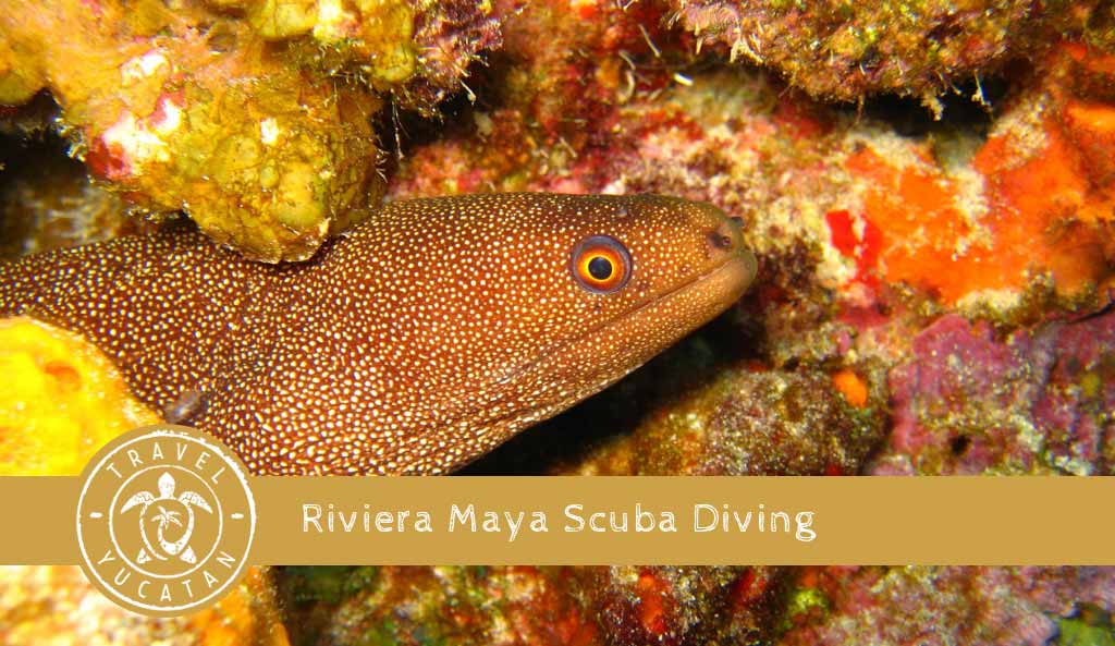 Riviera Maya Scuba Diving