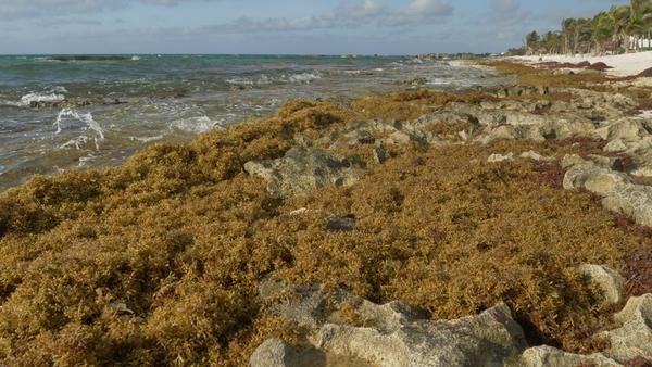Cancun's Sargassum Seaweed (& What It Means for Your Trip)