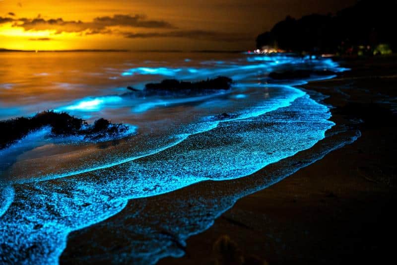 Bioluminescence on Isla Holbox: When & Where to See It